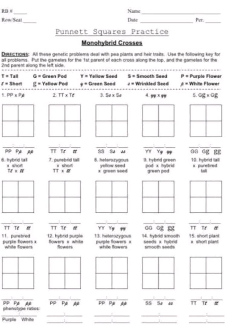 Punnett Squares Practice Monohybrid Crosses | StudyX