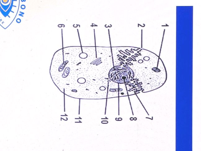 The image shows a diagram of a cell with | StudyX