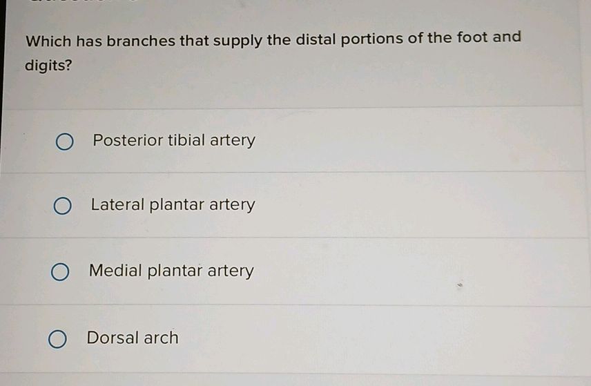 Which has branches that supply the distal | StudyX