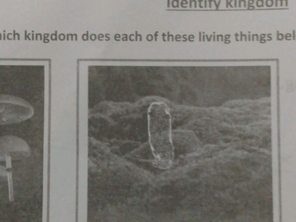 Which kingdom does each of these living | StudyX