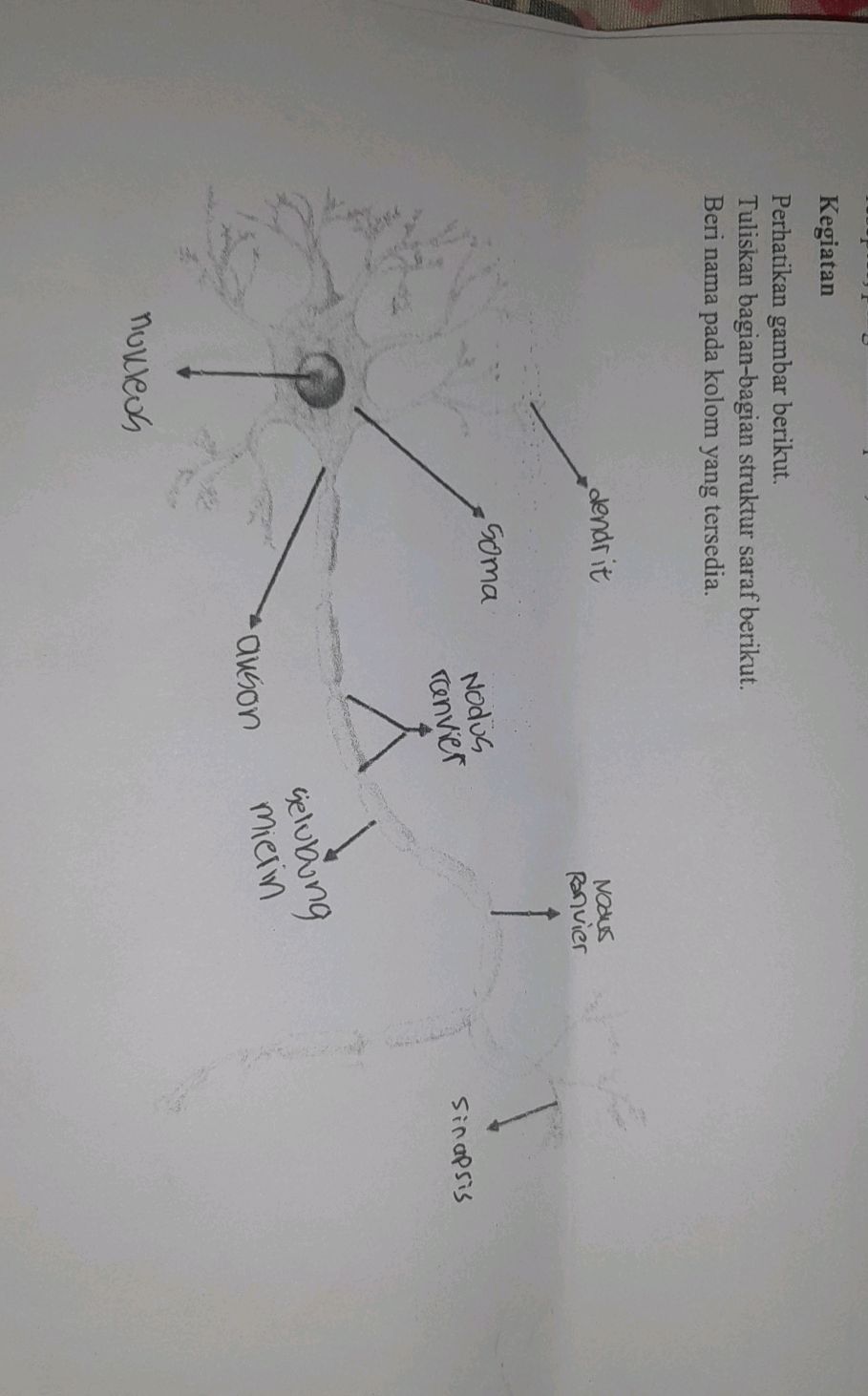 Perhatikan gambar berikut. Tuliskan | StudyX