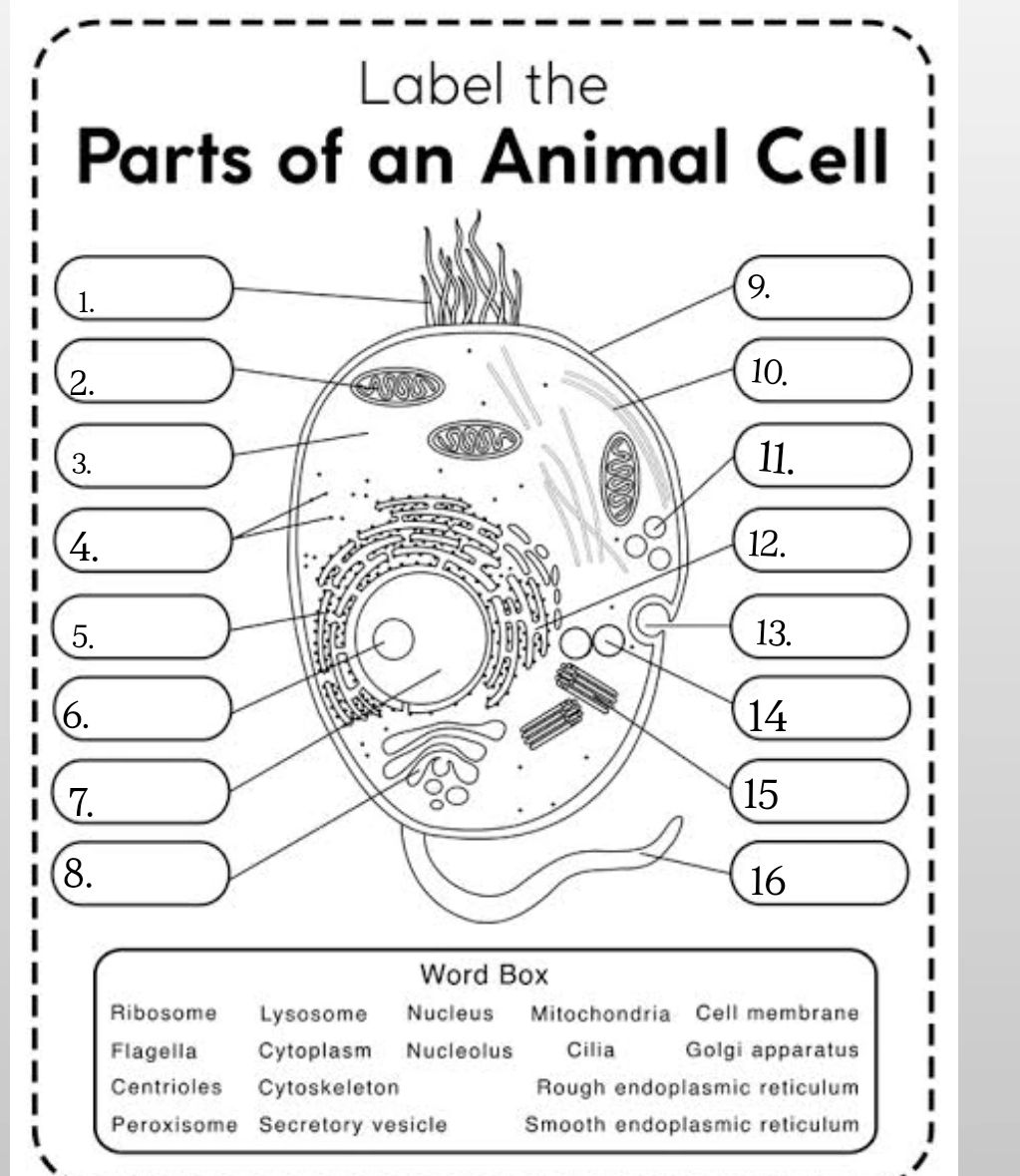 Label the Parts of an Animal Cell 1. 2. 3.