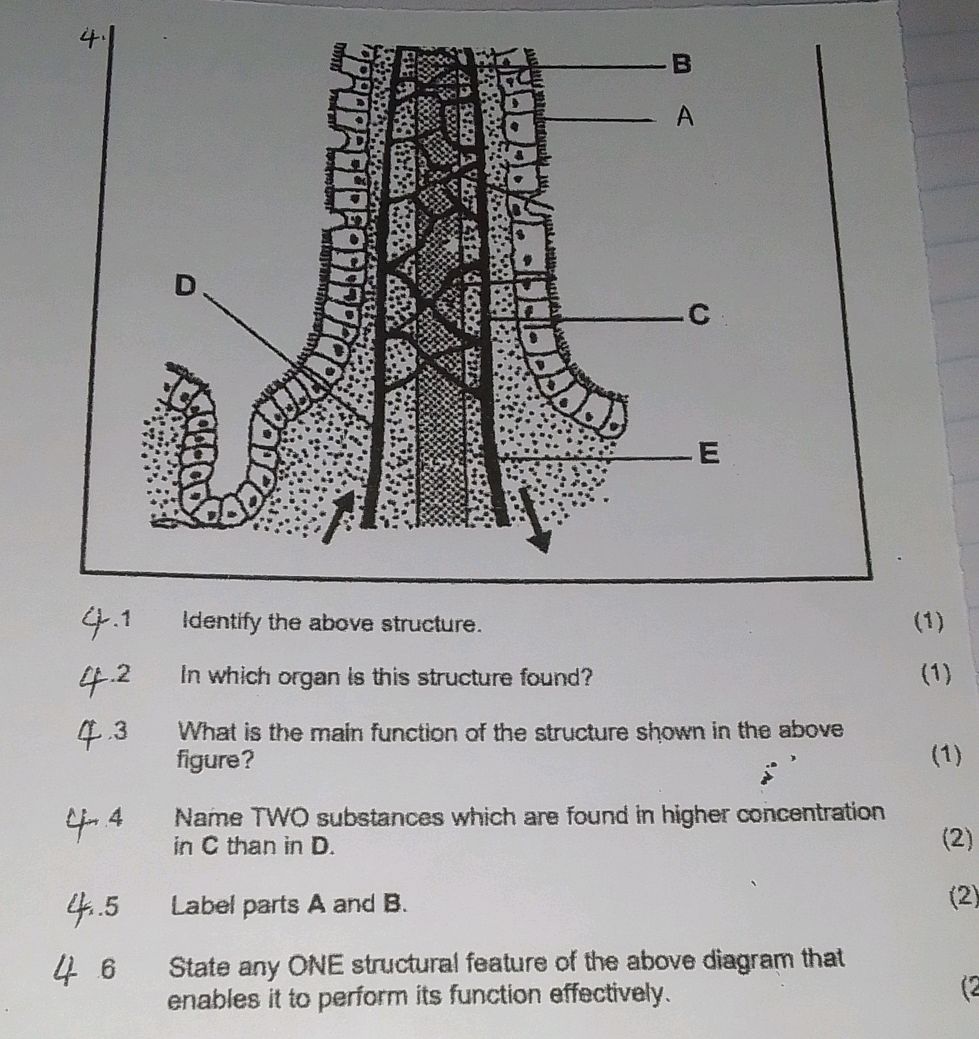 4.1 Identify the above structure. 4.2 In | StudyX