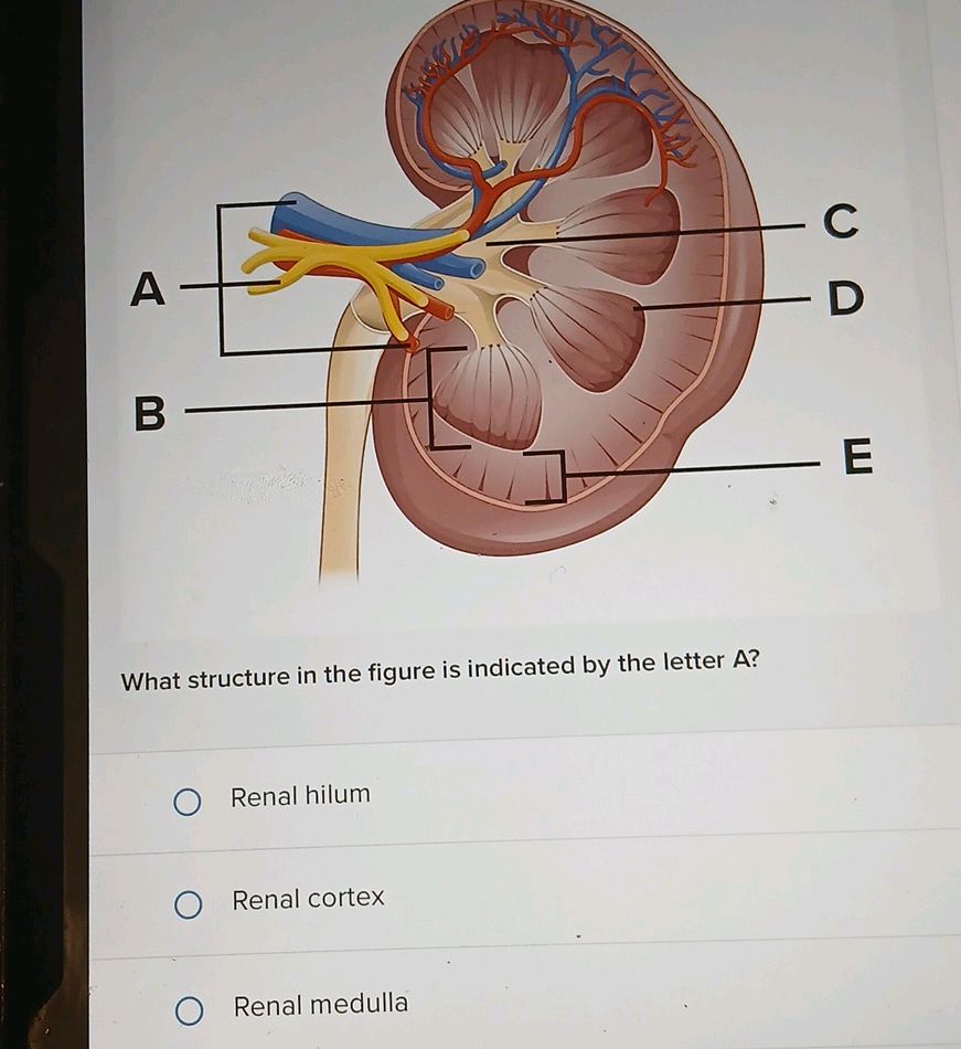 What structure in the figure is indicated by | StudyX