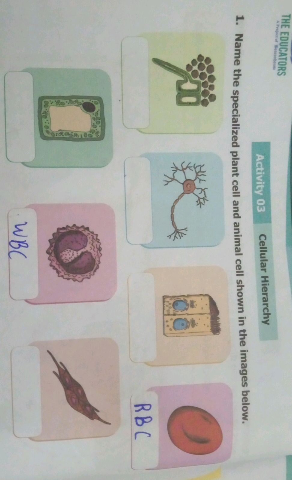 1. Name the specialized plant cell and | StudyX