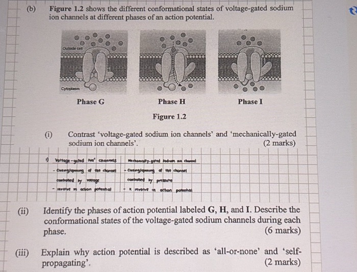 (i) Contrast 'voltage-gated sodium ion