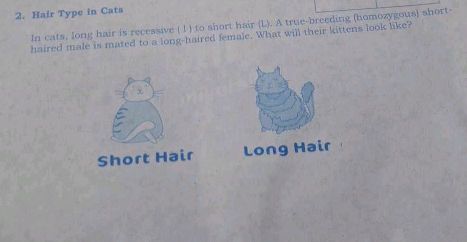 Hair Type in Cats In cats, long hair is