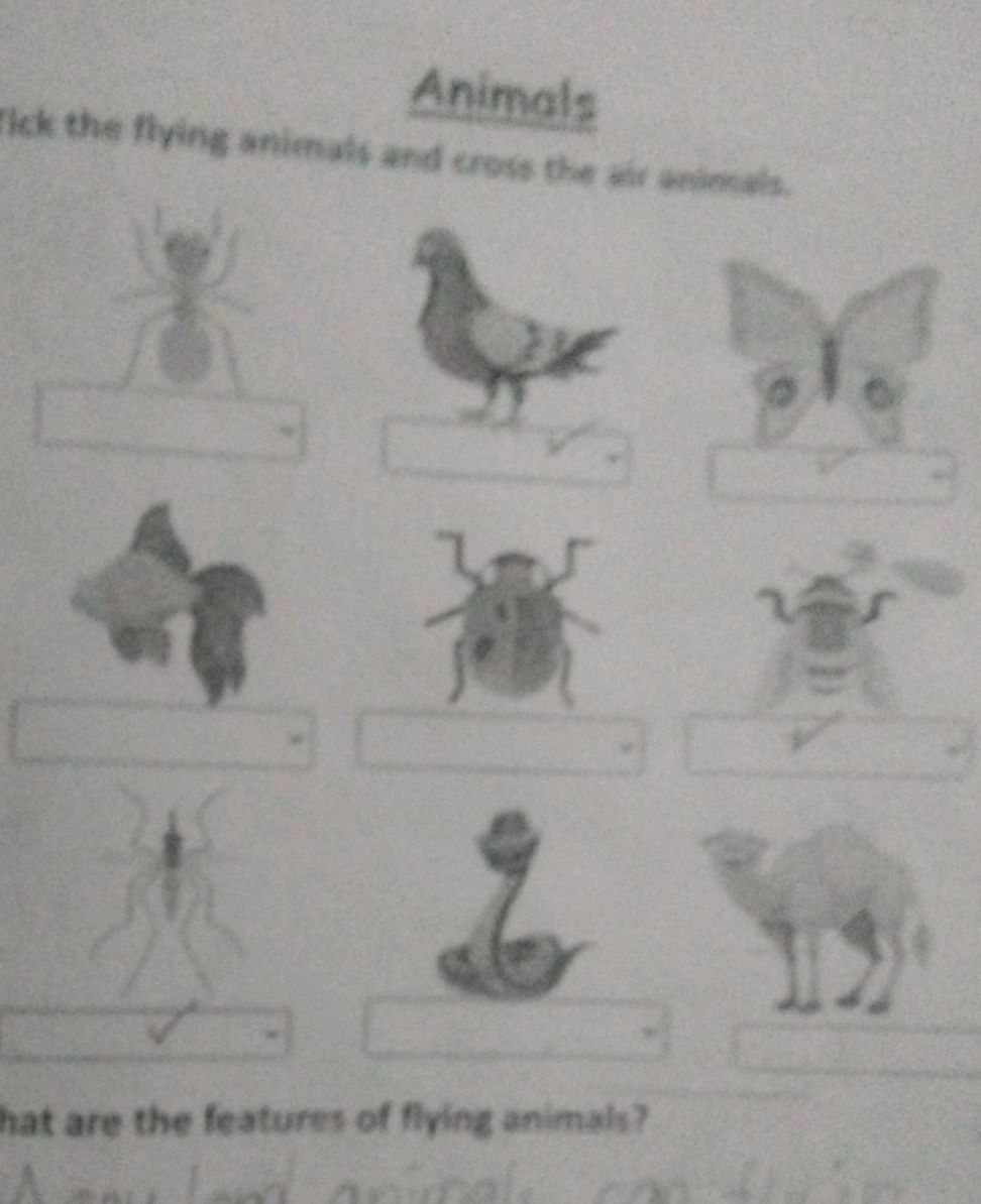 Tick the flying animals and cross the air
