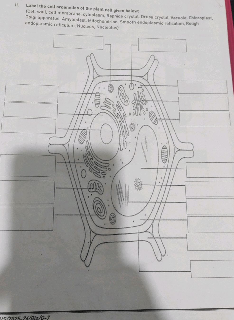 II. Label the cell organelles of the plant | StudyX