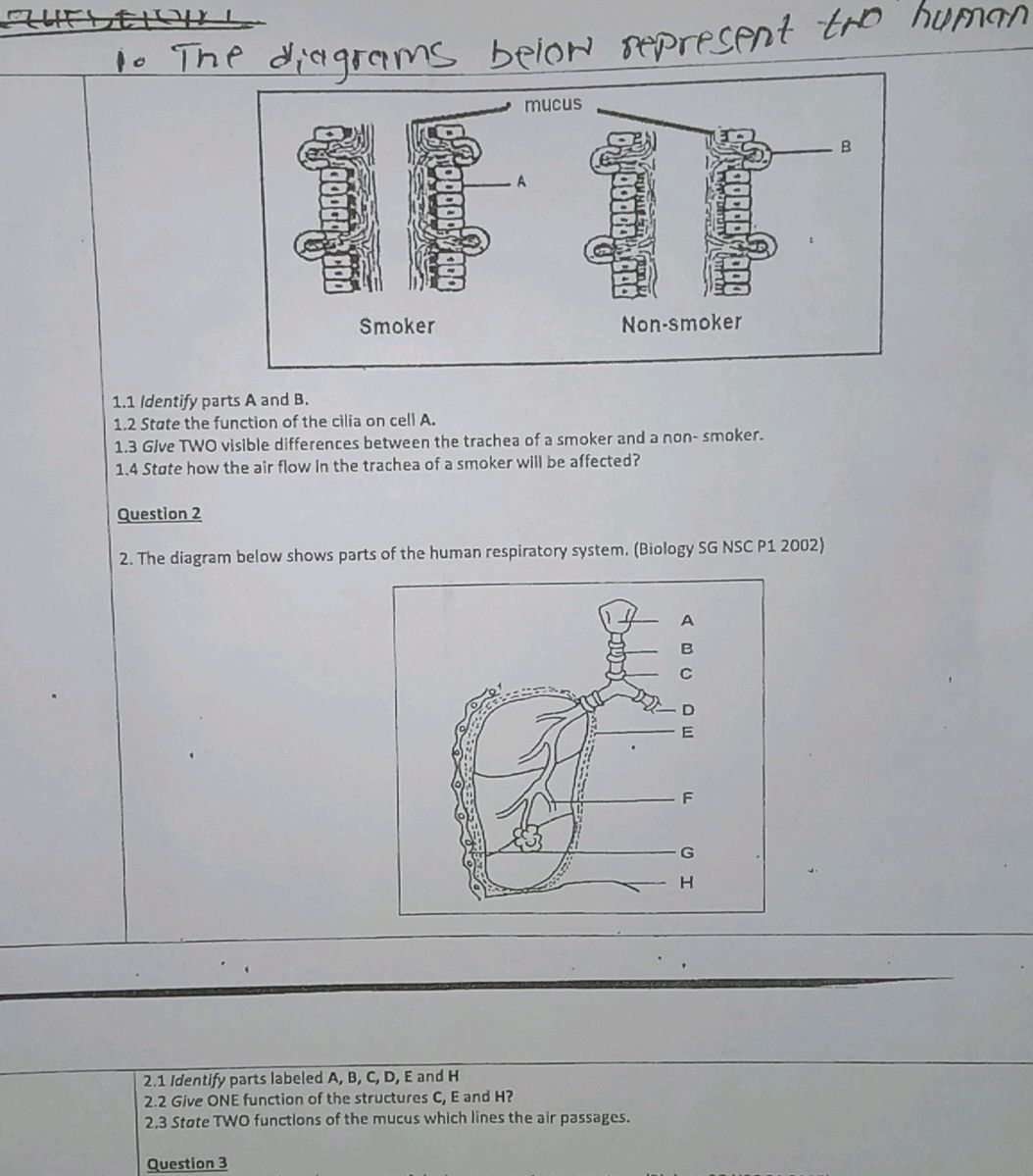 1. The diagrams below represent the human | StudyX