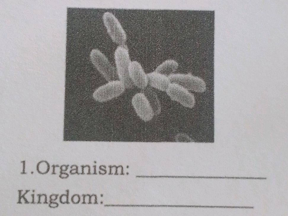 Identify organism and kingdom | StudyX