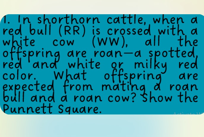 In shorthorn cattle, when a red bull (RR) is
