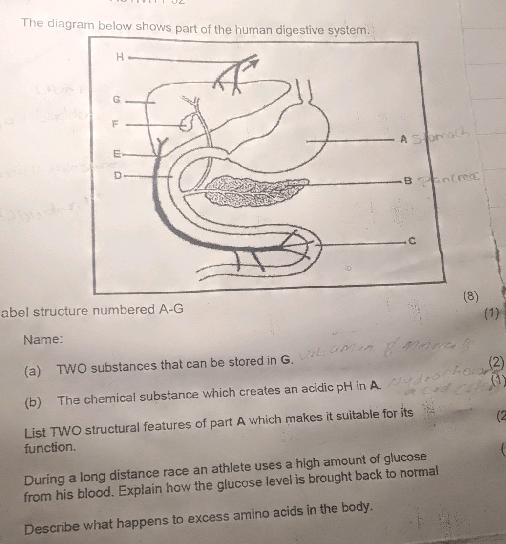 The diagram below shows part of the human | StudyX