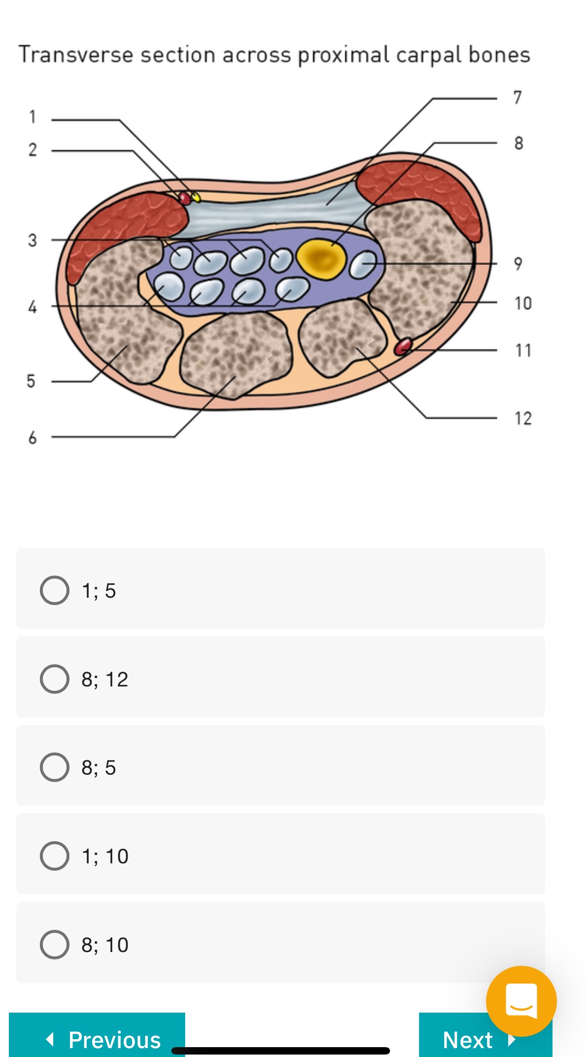Transverse section across proximal carpal