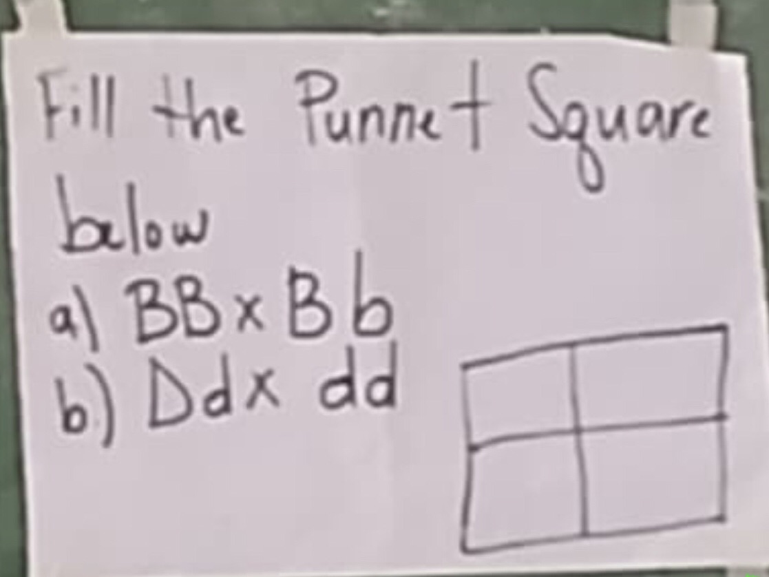 Fill the Punnet Square below a) BB x Bb b)