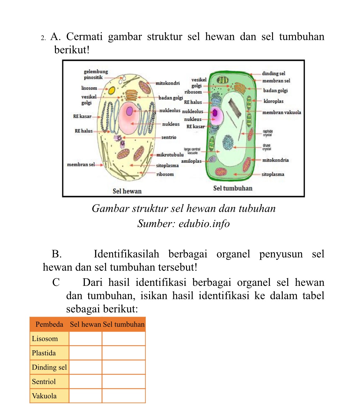 2. A. Cermati gambar struktur sel hewan dan | StudyX