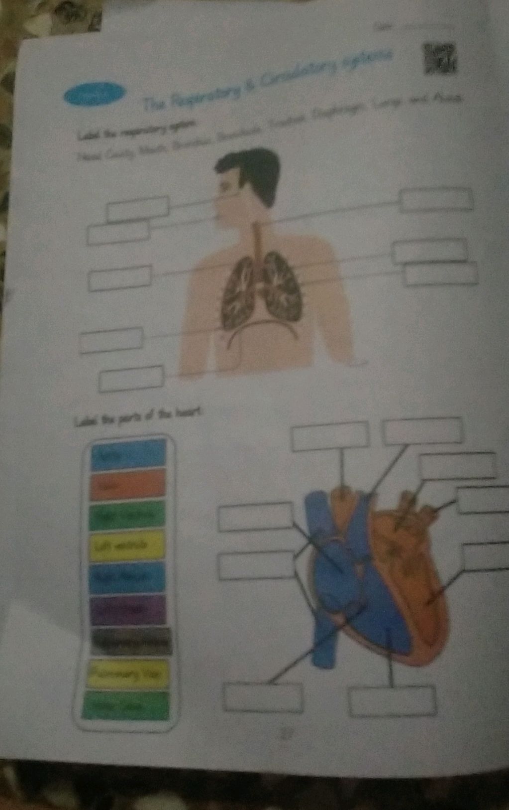 Label the respiratory system. Nose Cavity, | StudyX