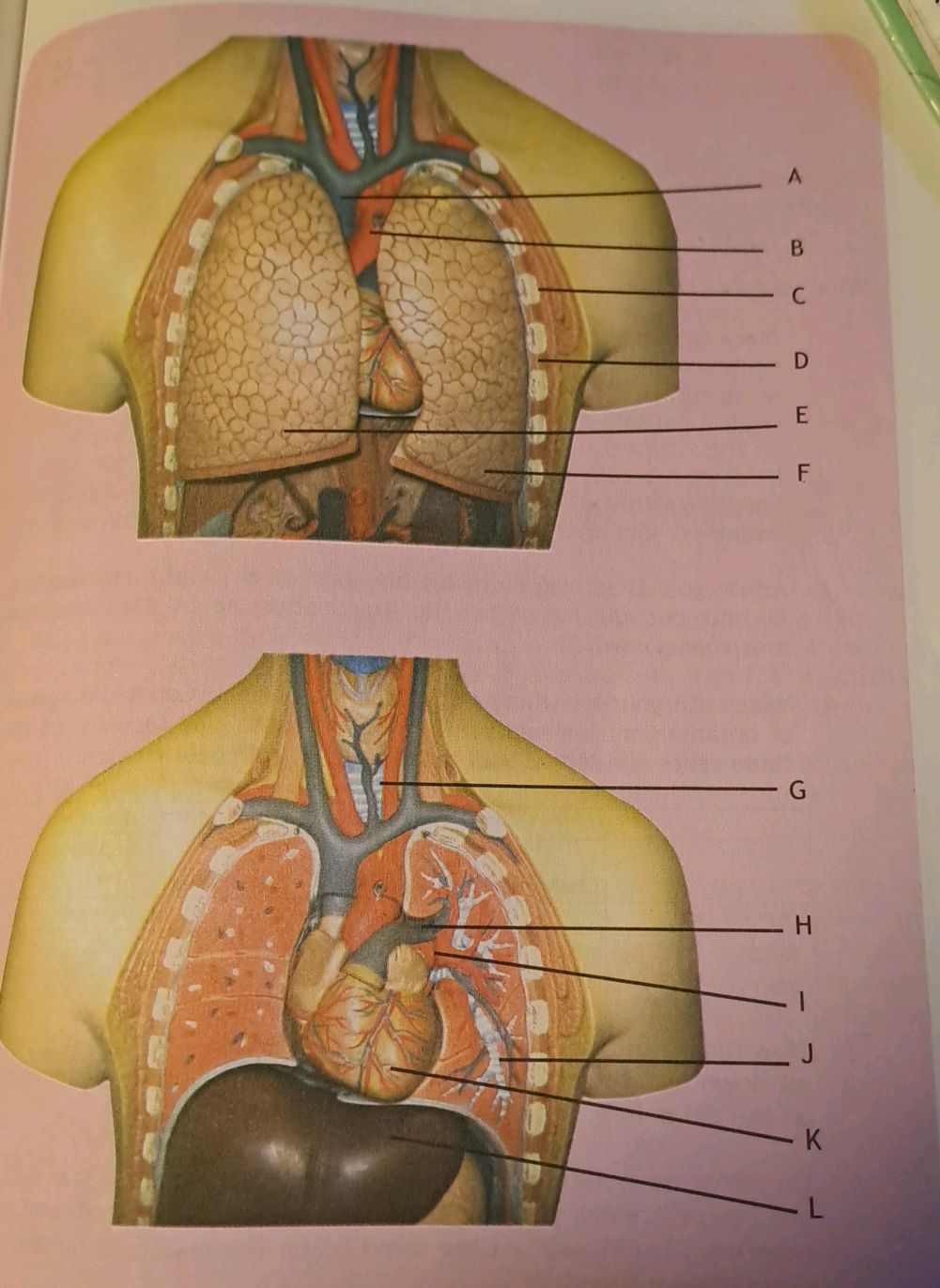 The image is a diagram of the human torso, | StudyX