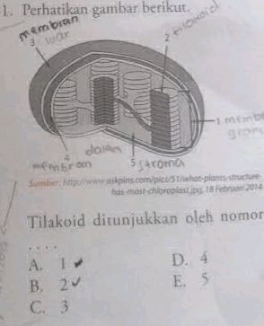 Perhatikan gambar berikut. Tilakoid | StudyX