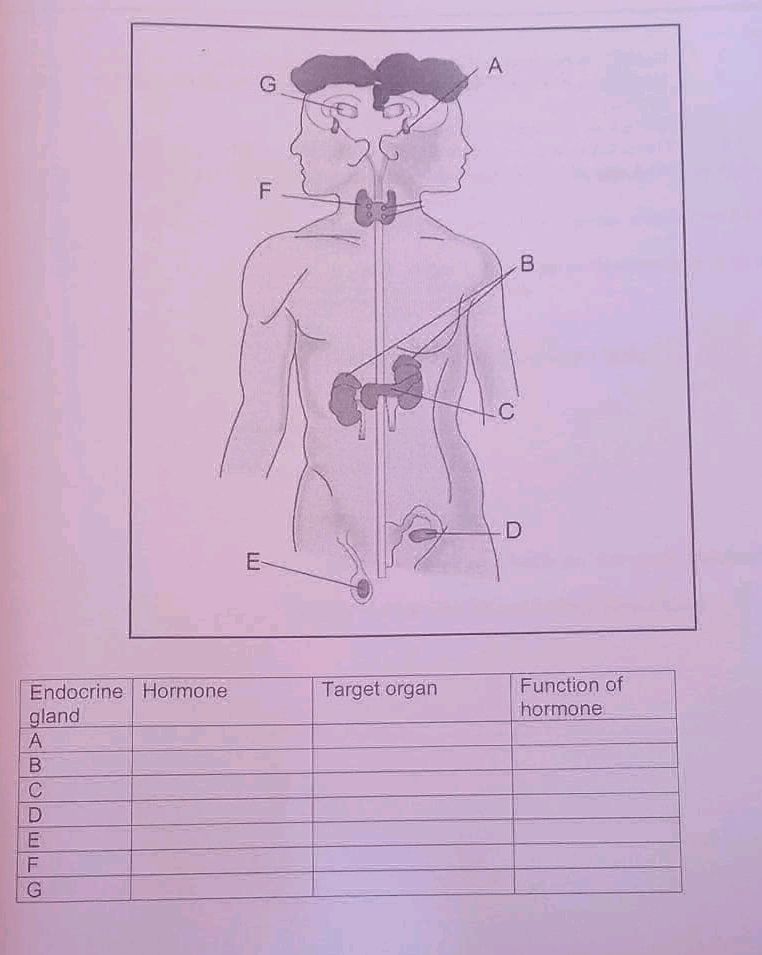 Endocrine Hormone Target organ Function of | StudyX