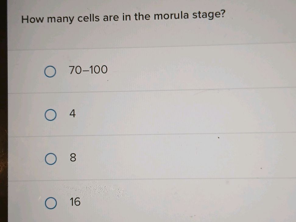 How many cells are in the morula stage?
