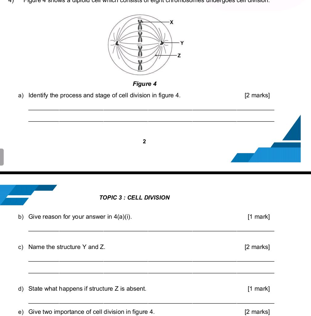 a) Identify the process and stage of cell
