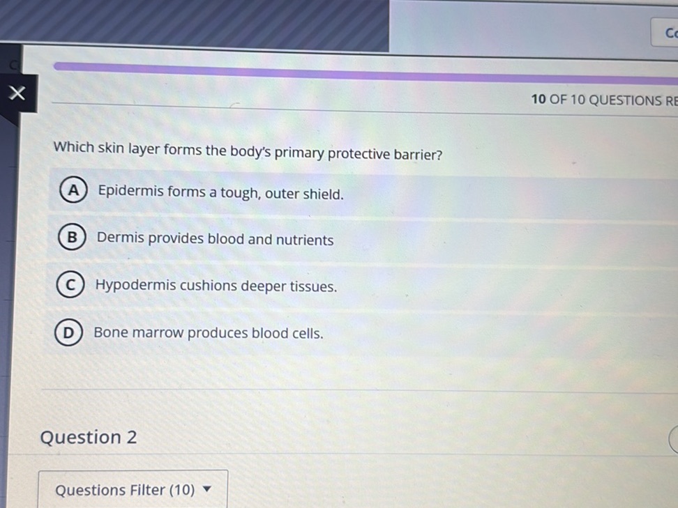 Which skin layer forms the body's primary