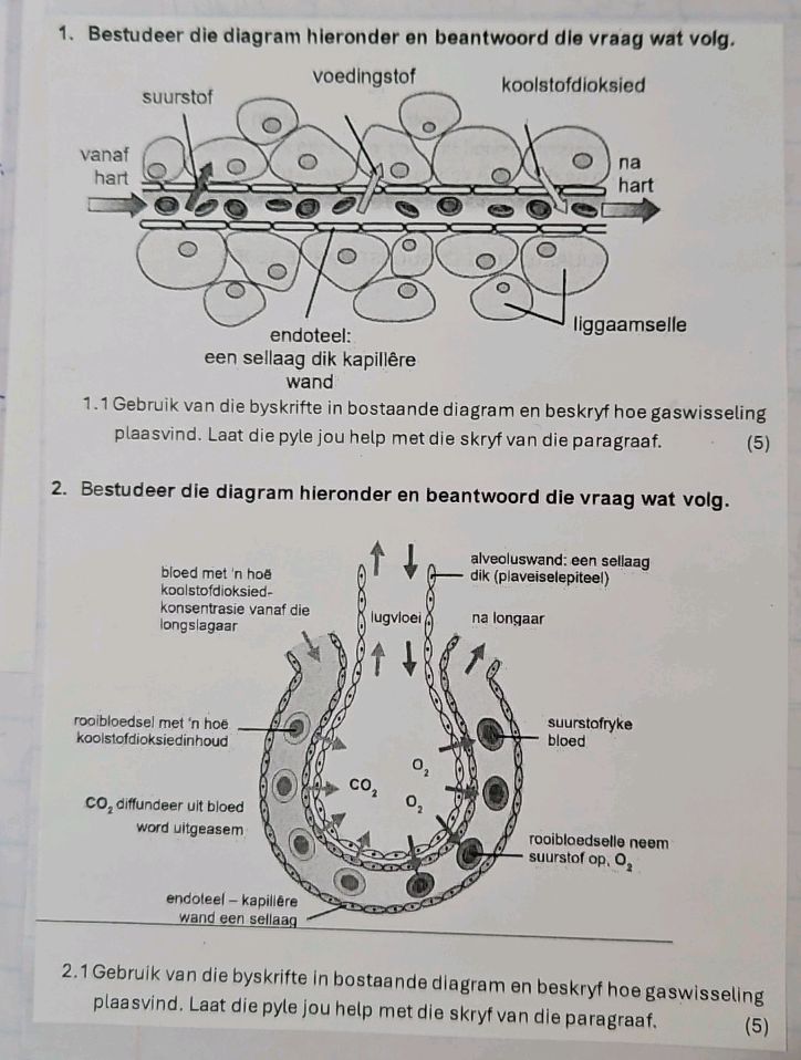 1. Bestudeer die diagram hieronder en | StudyX