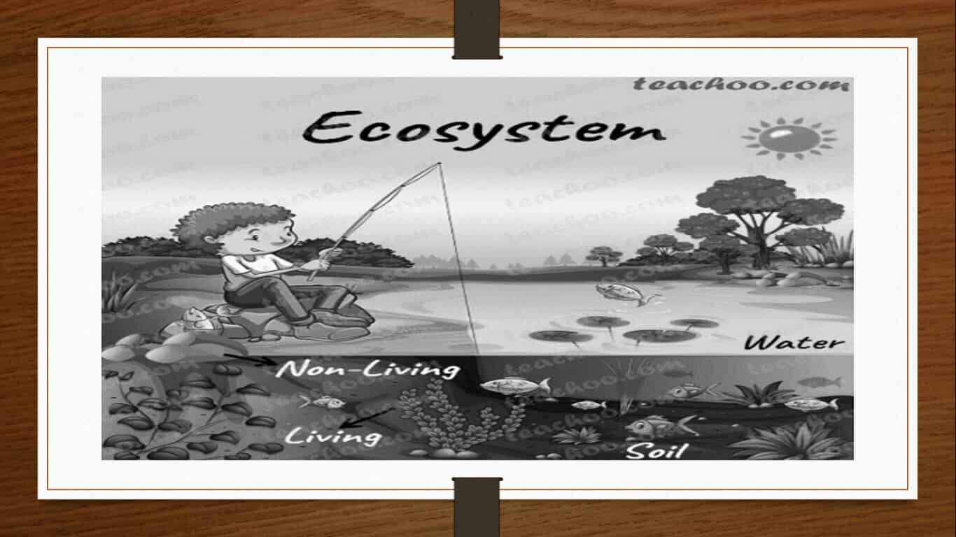 Based on the picture define how Ecosystem