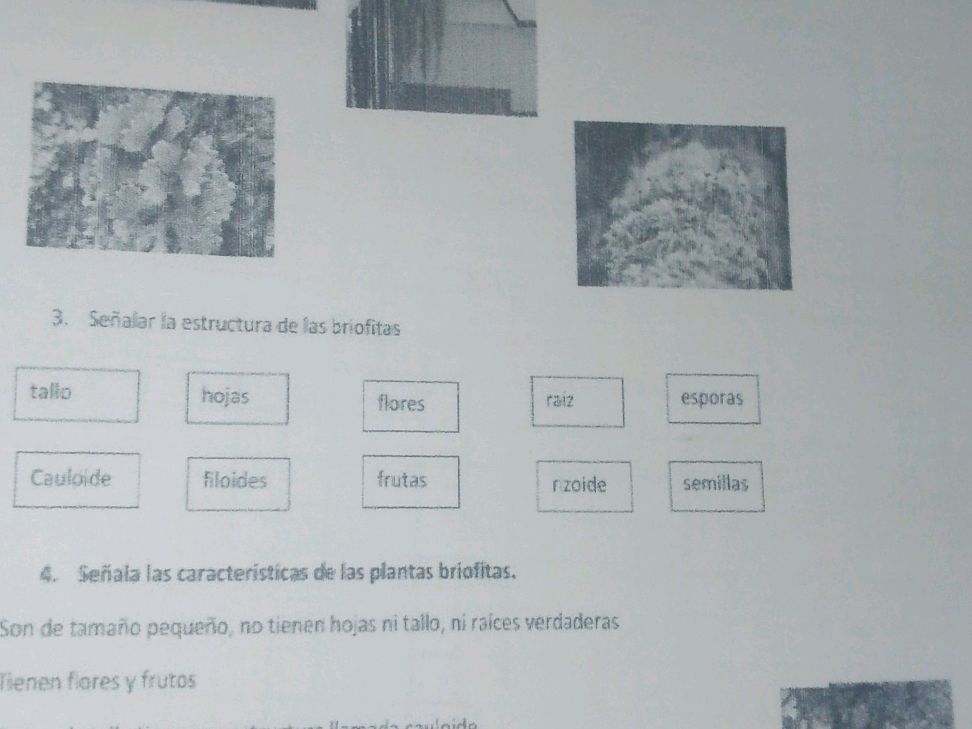 3. Señalar la estructura de las briofitas | StudyX