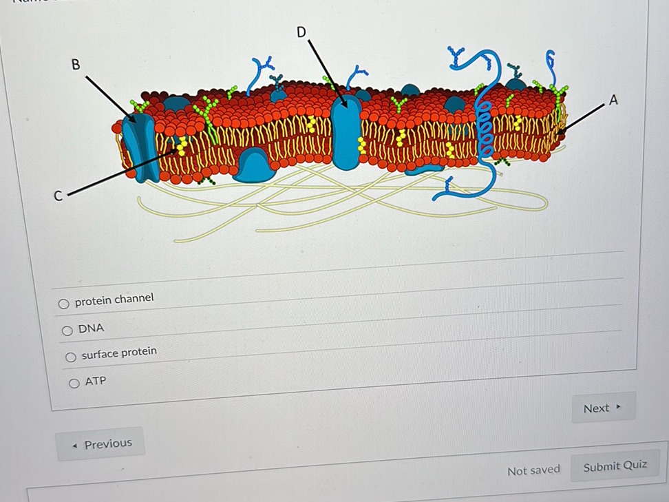 The image shows a diagram of a cell membrane