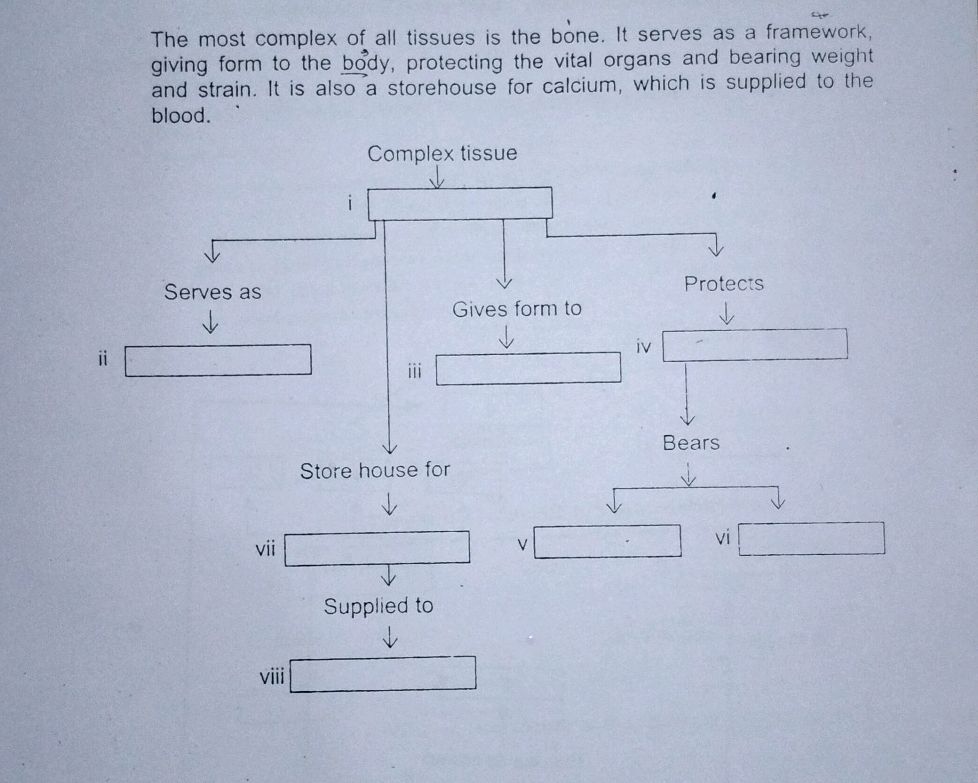 The most complex of all tissues is the bone. | StudyX