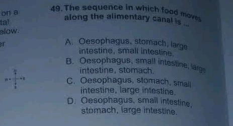 The sequence in which food moves along the