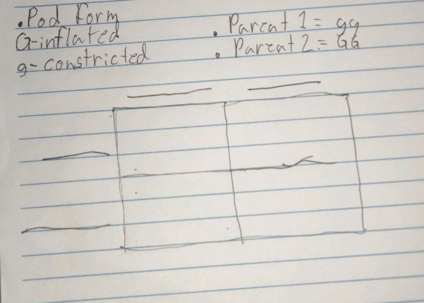 •Pod Form G-inflated g-constricted • Parent | StudyX