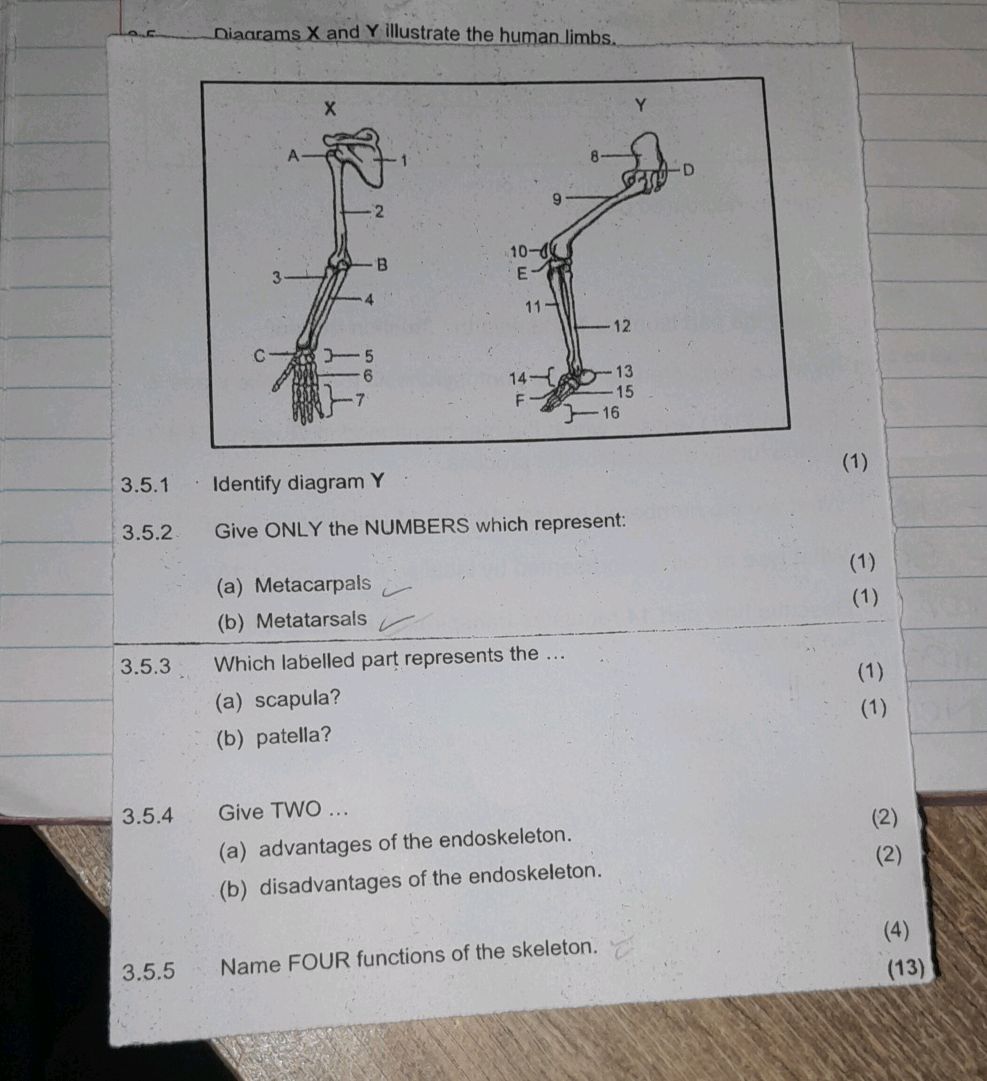 Diagrams X and Y illustrate the human limbs.