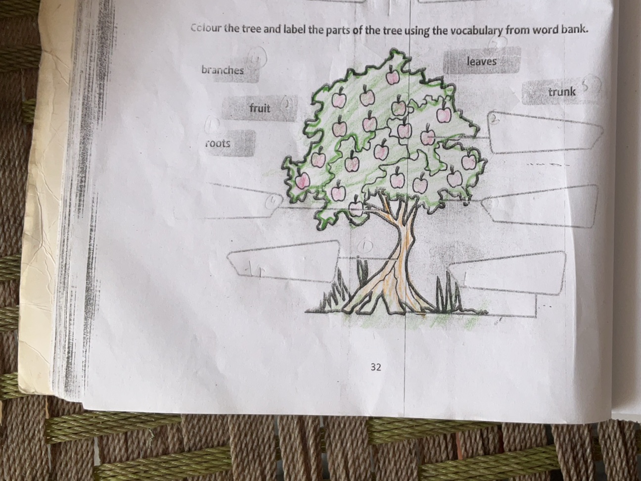 Colour the tree and label the parts of the | StudyX