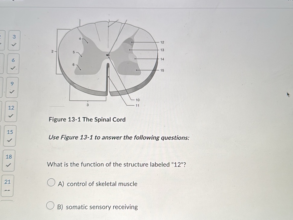 What is the function of the structure | StudyX