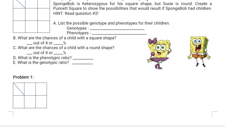 SpongeBob is heterozygous for his square