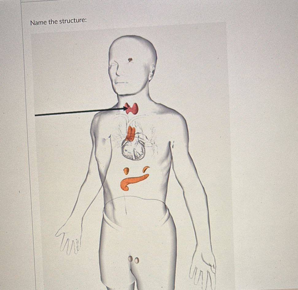Identify the structure pointed to in the | StudyX