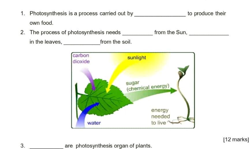 1. Photosynthesis is a process carried out | StudyX