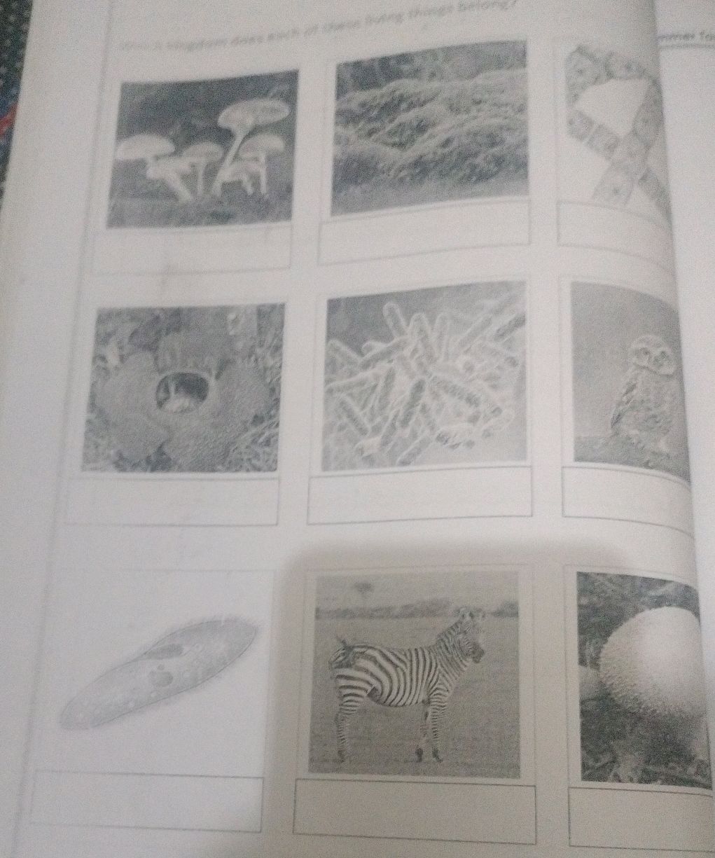 Which kingdom does each of these living | StudyX