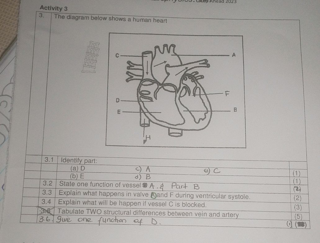 3. The diagram below shows a human heart | StudyX