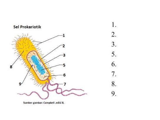 Prokaryotic Cell Structure Diagram