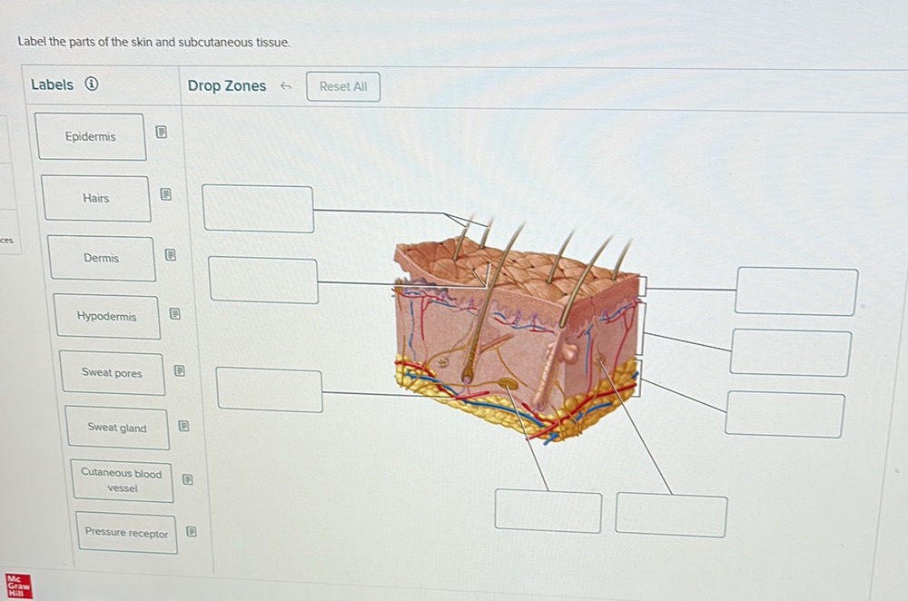 Label the parts of the skin and subcutaneous | StudyX