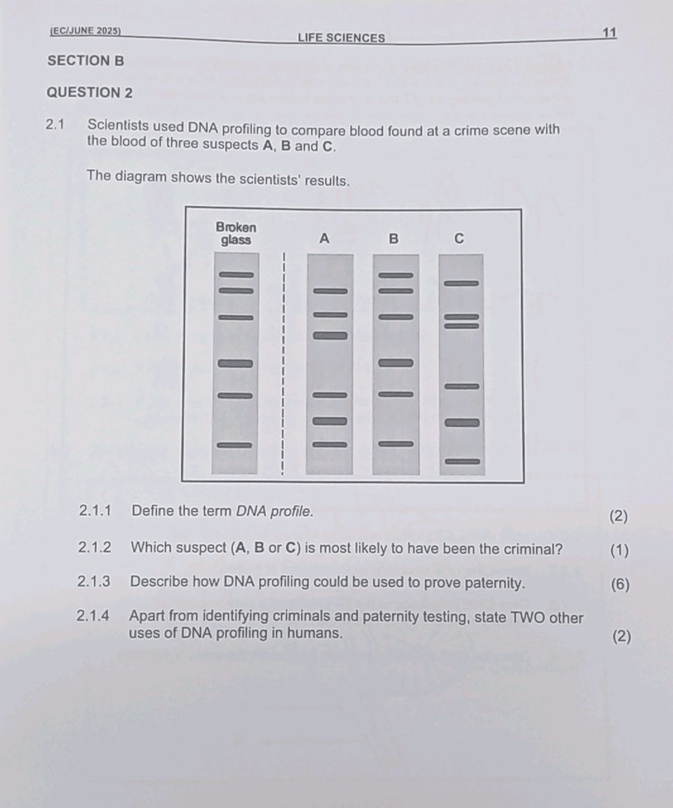 2. Scientists used DNA profiling to compare | StudyX