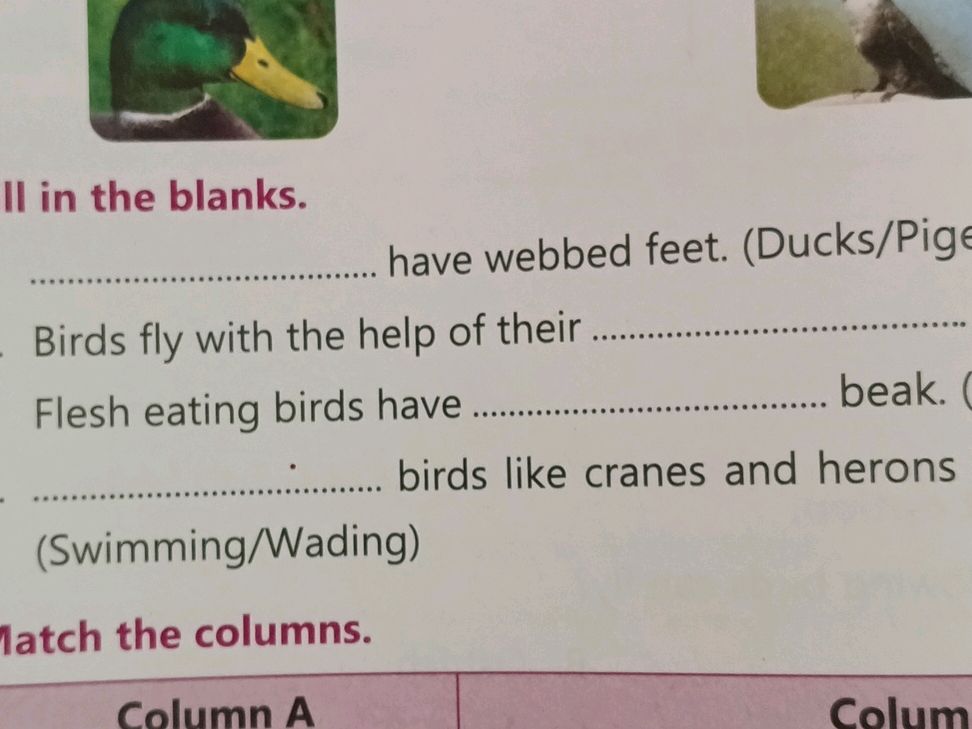 Fill in the blanks. __________ have webbed | StudyX