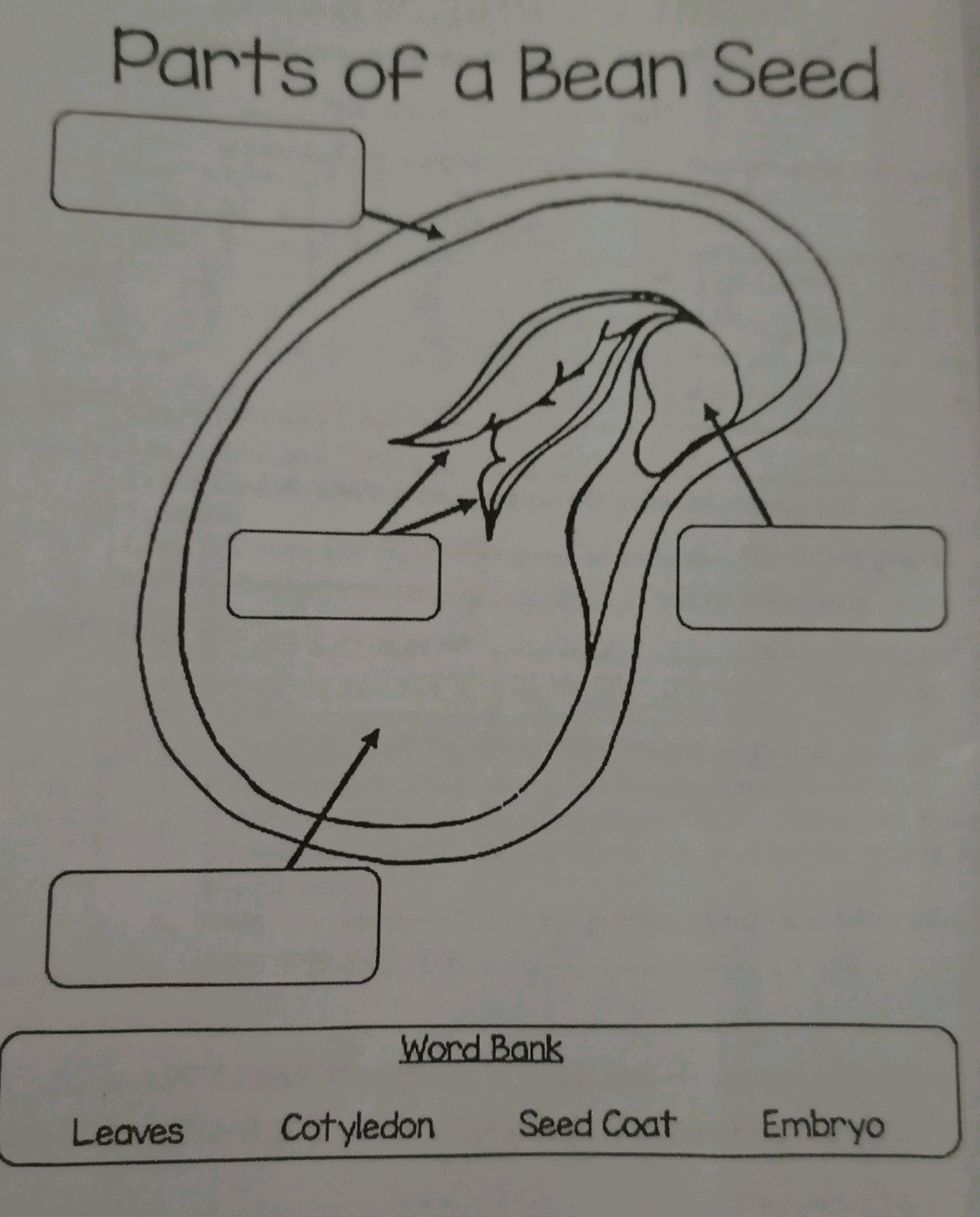 Parts of a Bean Seed Word Bank: Leaves | StudyX