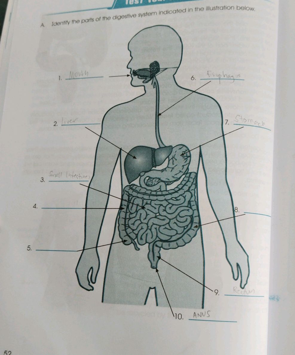 A. Identify the parts of the digestive | StudyX