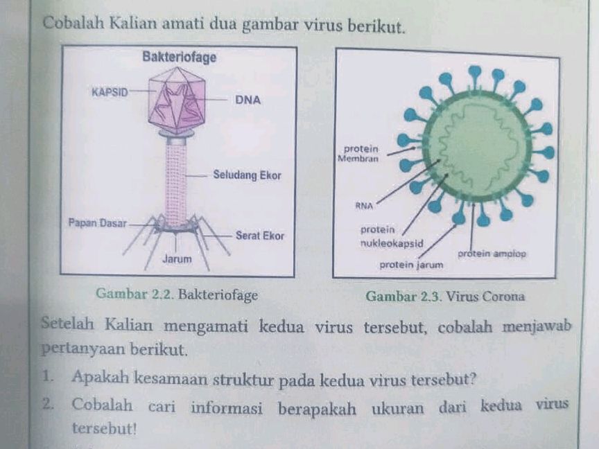 Cobalah Kalian amati dua gambar virus