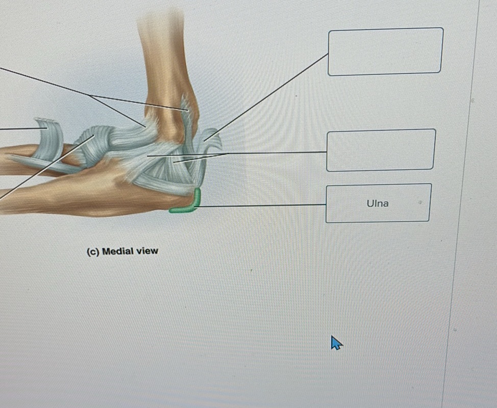 Label the parts of the elbow joint in the | StudyX